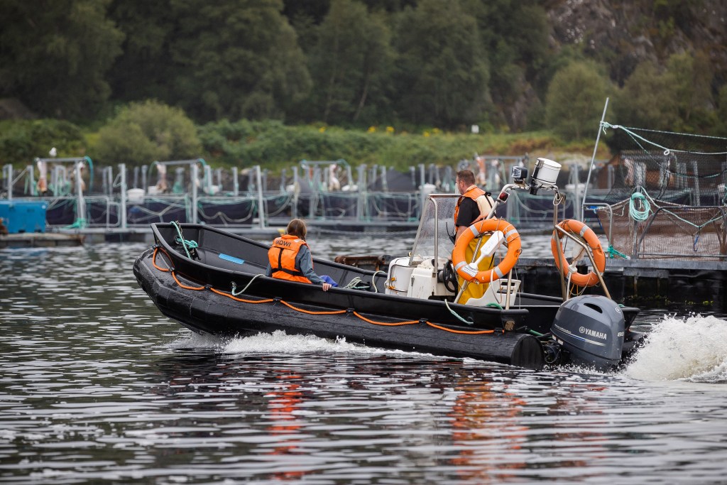 Case study: Mowi - Whale-like-fish